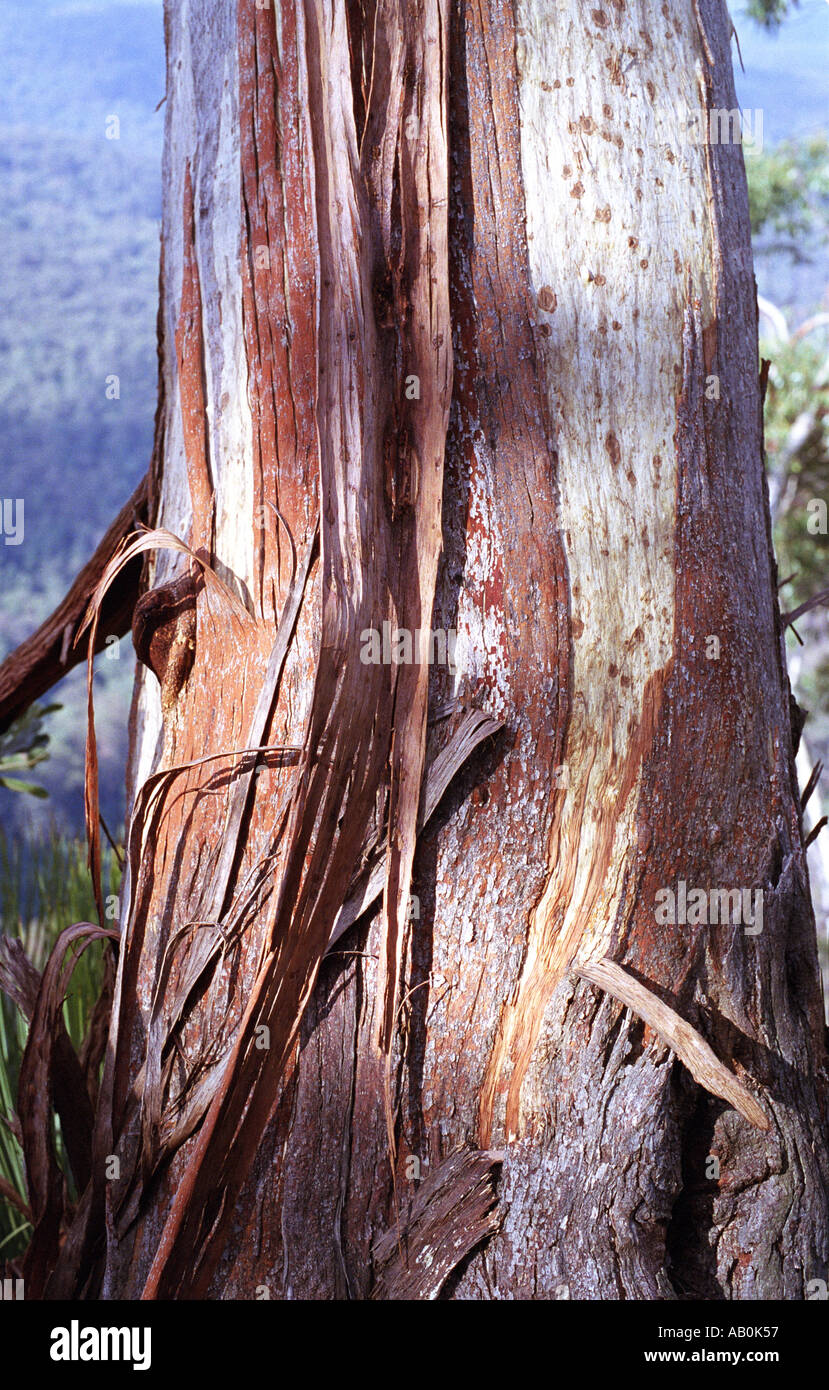 Gum tree trunk Blue Mountains near Sydney Australia Stock Photo - Alamy