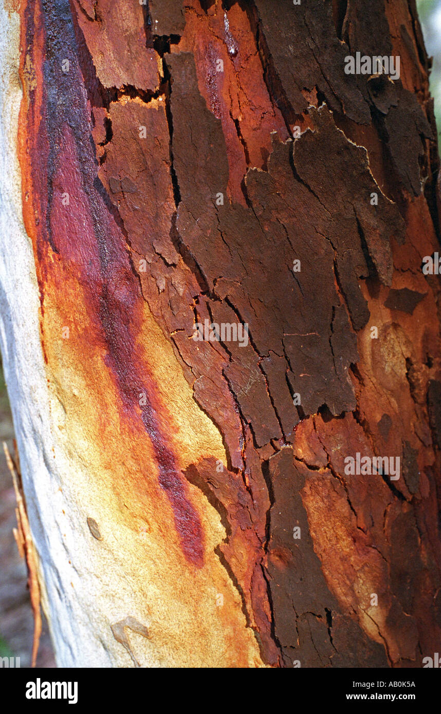 Colourful bark on gum tree trunk Blue Mountains near Sydney Australia ...