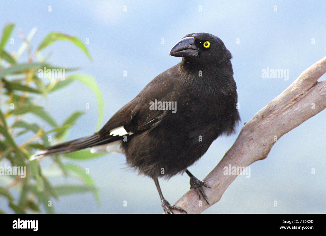 Pied currawong Strepera graculina bell magpie alert with eucalyptus ...