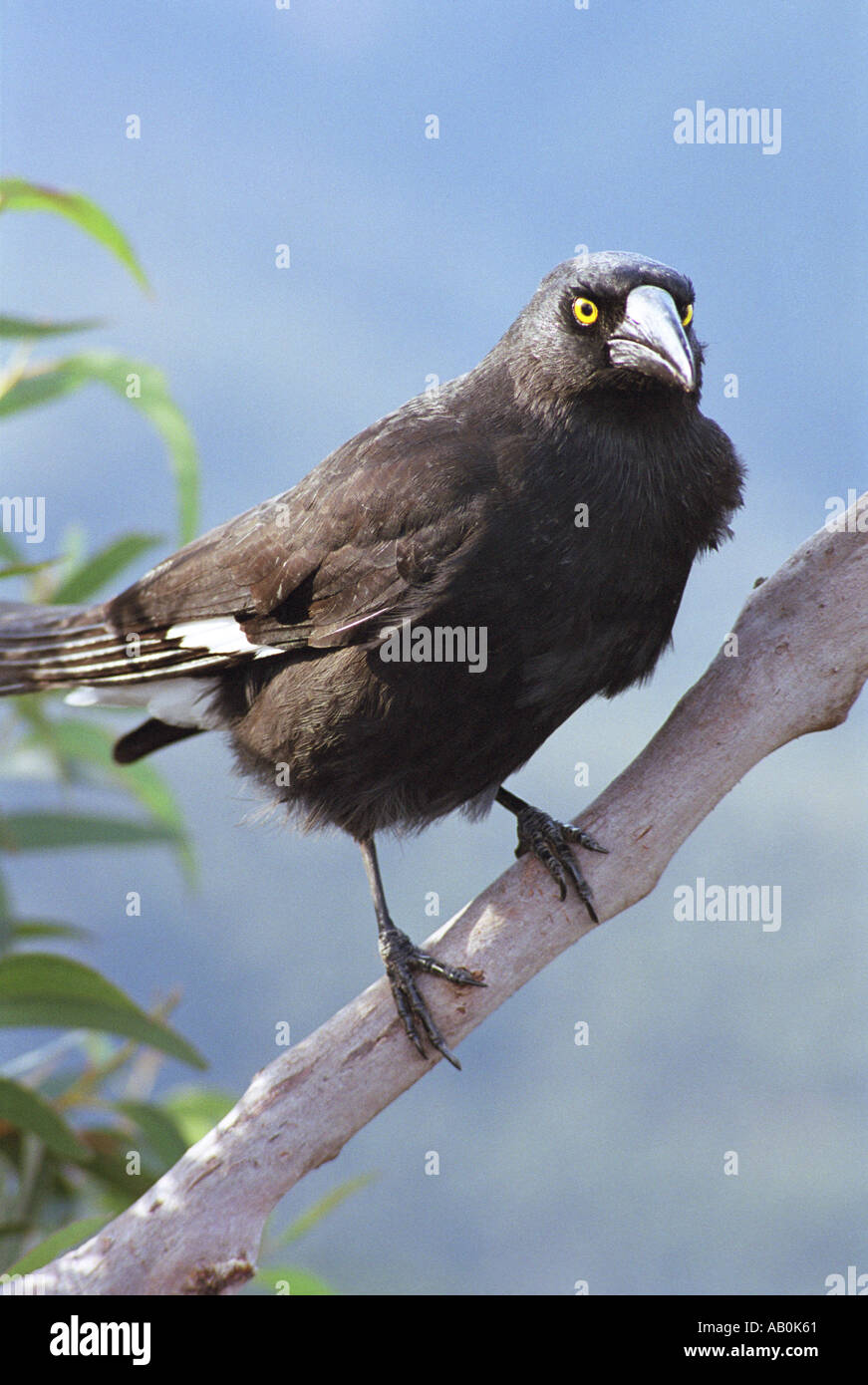 Currawong pied hi-res stock photography and images - Alamy
