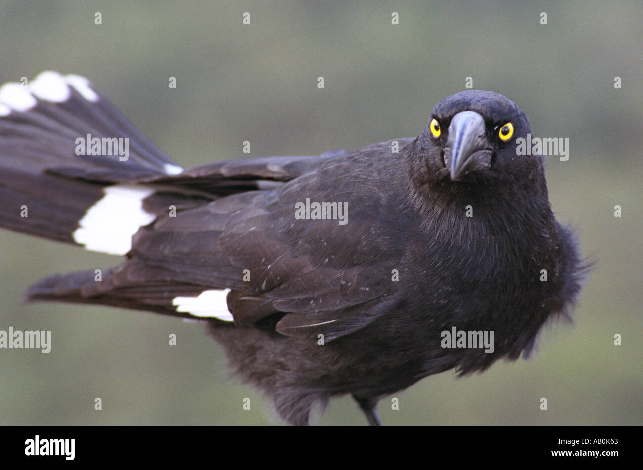 Pied currawong Strepera graculina bell magpie glaring Blue Mountains ...