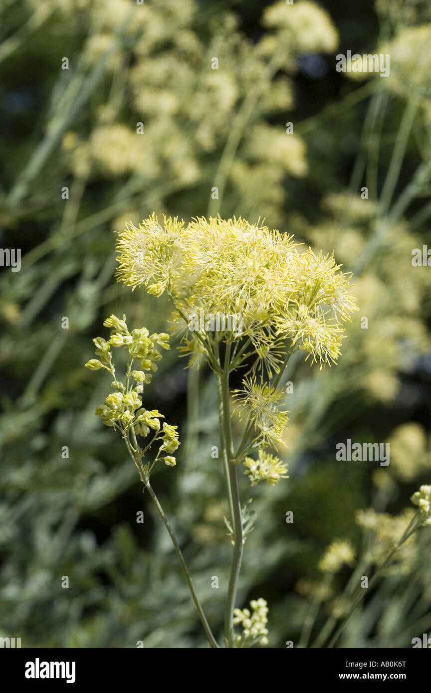 Cream yellow flowers of yellow meadow rue - Ranunculaceae - Thalictrum ...