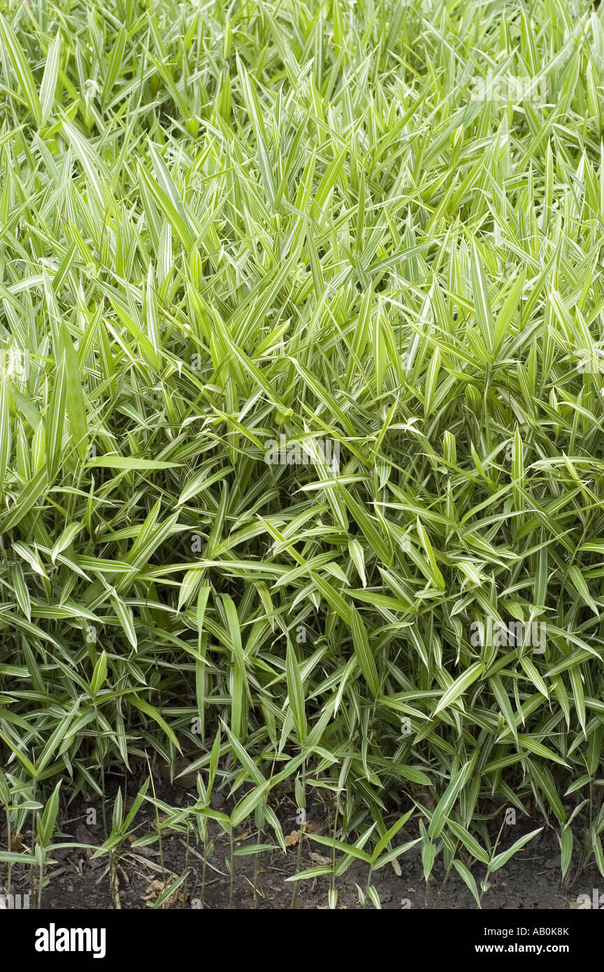 Dwarf bamboo hi-res stock photography and images - Alamy