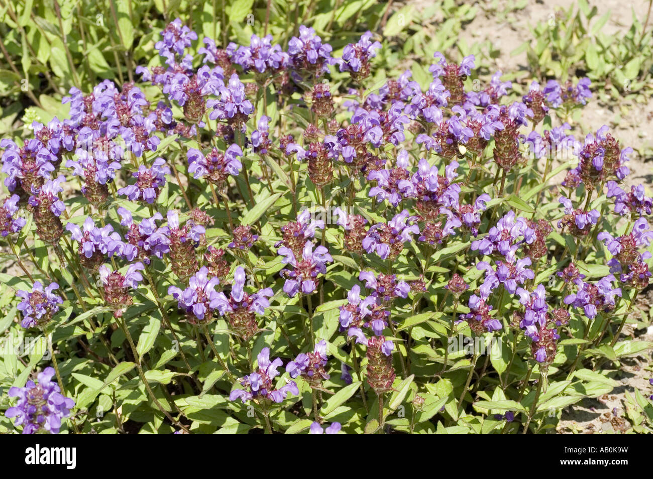 blue flowers of selfheal or self heal plant - Prunella grandiflora ...