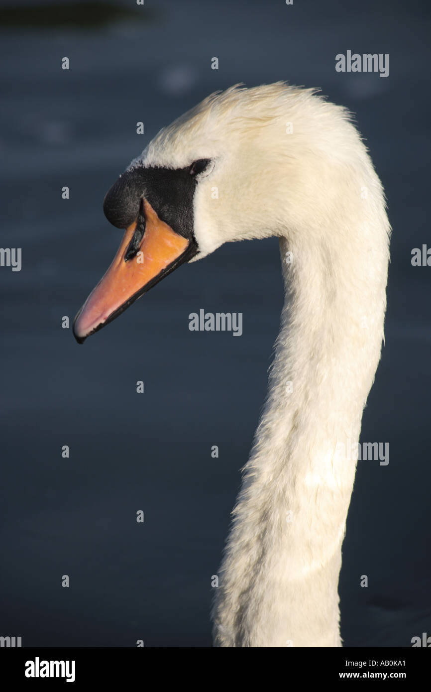 Swan head neck looking left Stock Photo - Alamy