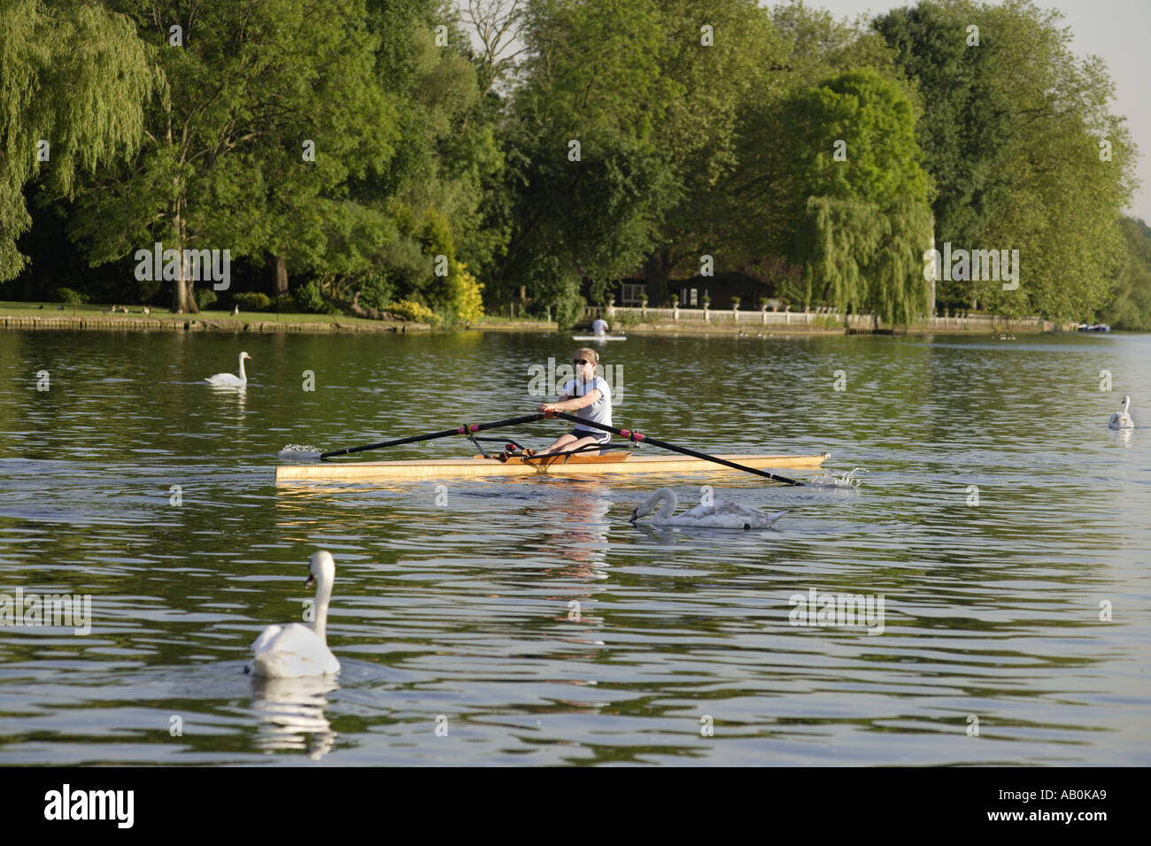 Single Sculler Stock Photos & Single Sculler Stock Images - Alamy