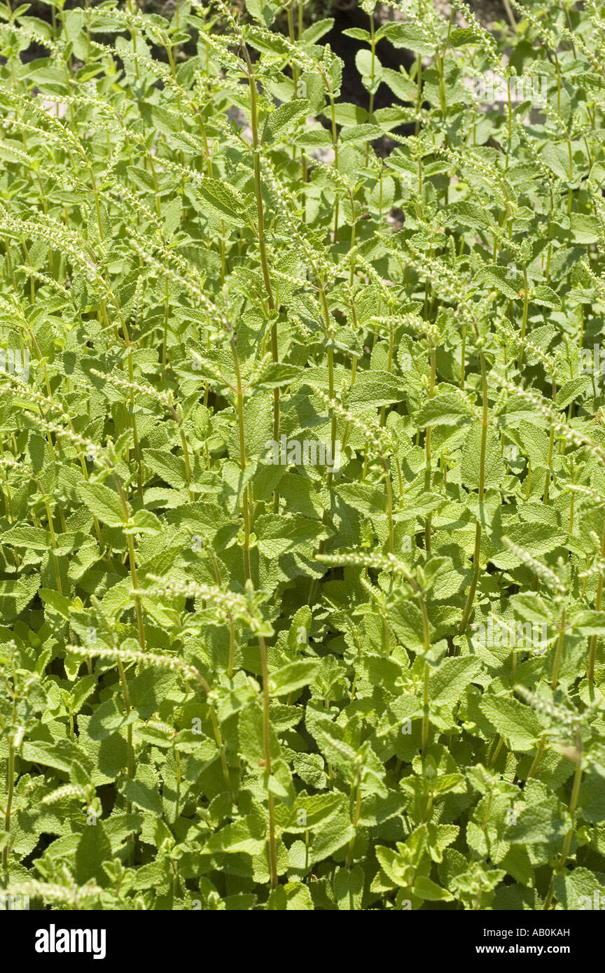 Green plant of woodland germander - Teucrium scorodonia Stock Photo - Alamy