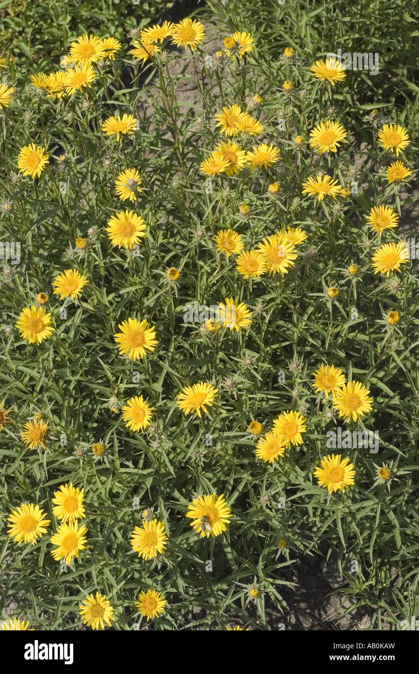 Vibrant yellow flowers of Swordleaf Inula (Inula ensifolia) blooming in ...