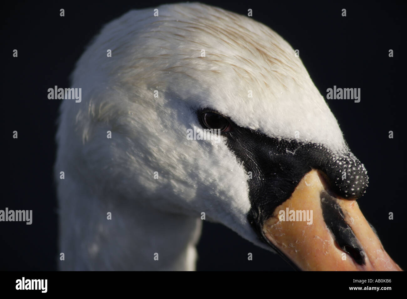 Eye of the swan Stock Photo - Alamy