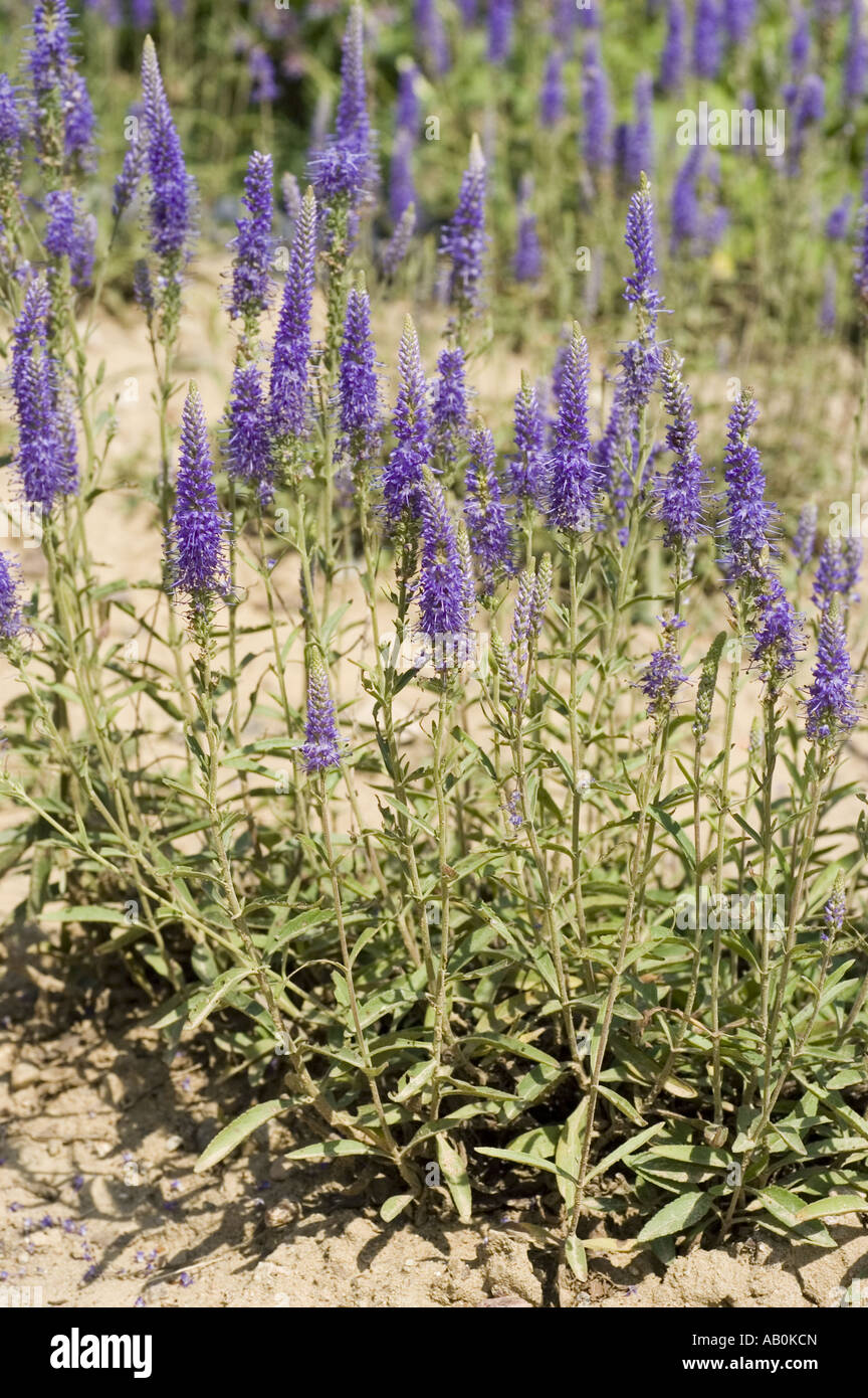 Blue flowers of spike speedwell - veronica spicata Stock Photo - Alamy
