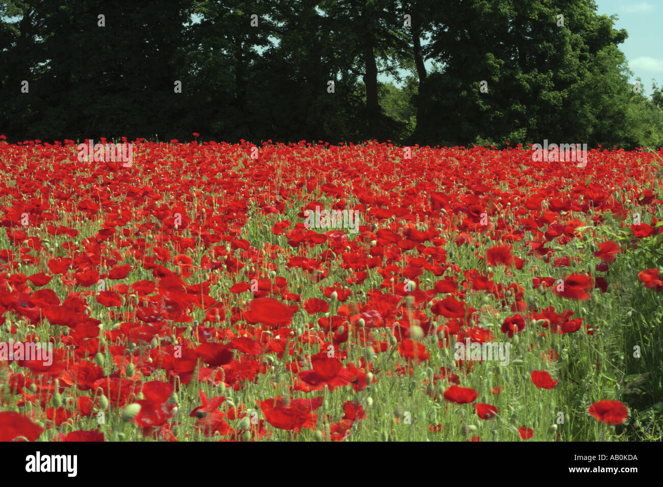 Red Poppy Field Stock Photo - Alamy