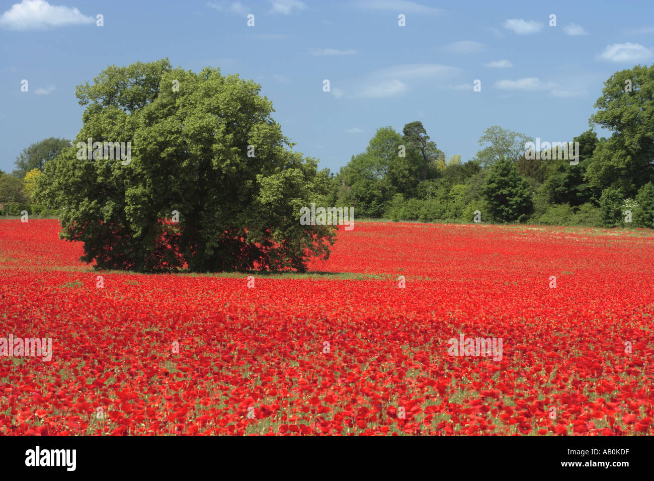 Red poppy in field swaying hi-res stock photography and images - Alamy