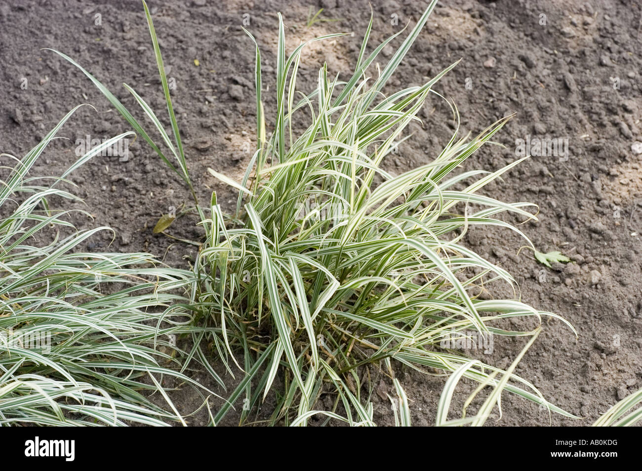 Tall oatgrass hi-res stock photography and images - Alamy