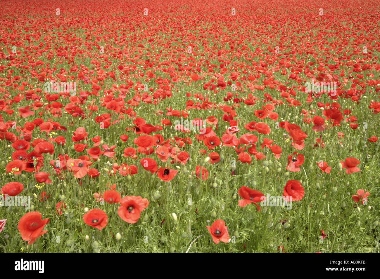 Red carpet weed hi-res stock photography and images - Alamy