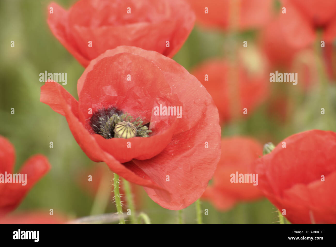 Open Poppy flowerhead Stock Photo - Alamy