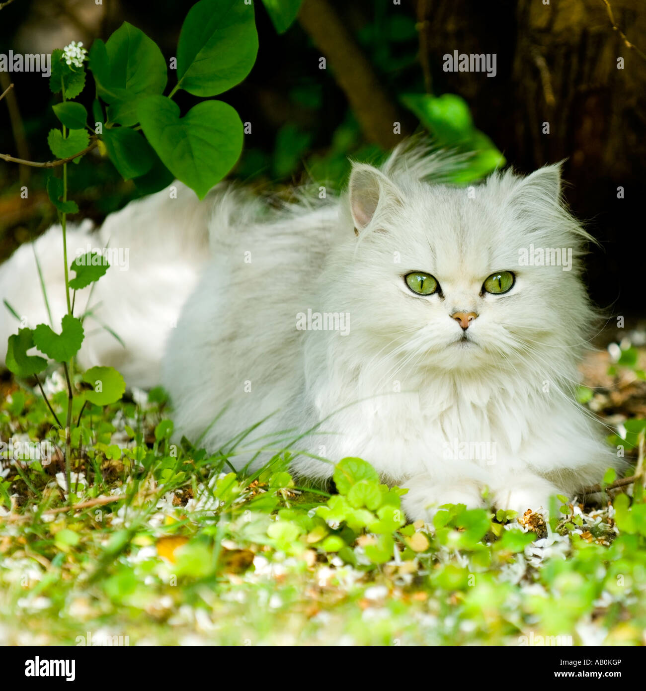 Shaded silver persian cat hi-res stock photography and images - Alamy
