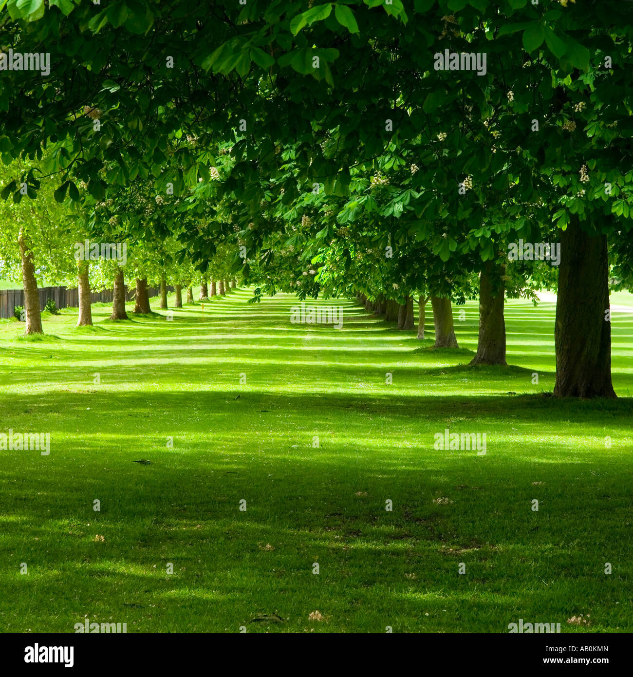 Trees Avenue Windsor Castle Windsor Berkshire England UK O Ivanchenko ...