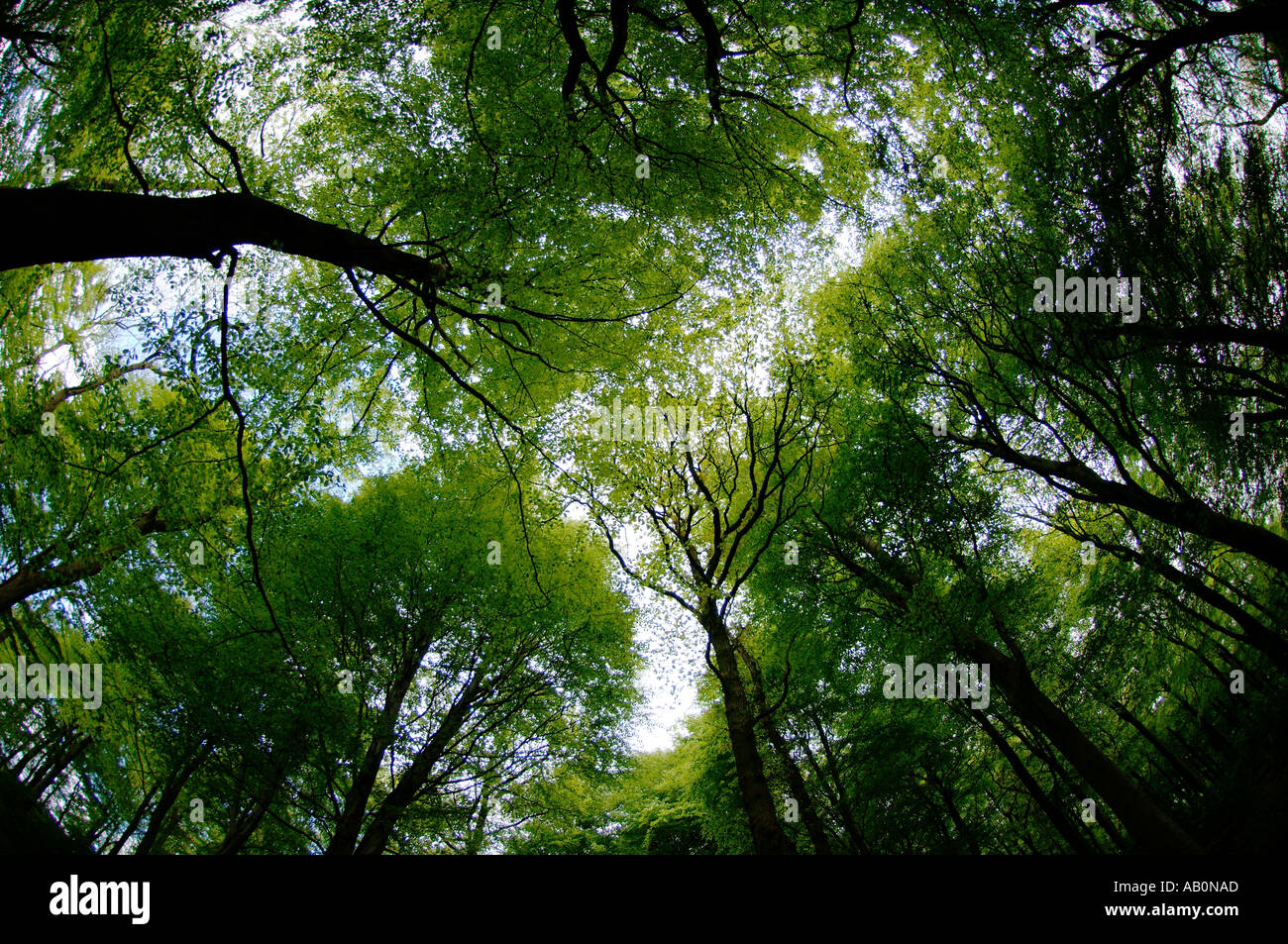 Fish Eye Of Trees Stock Photo - Alamy