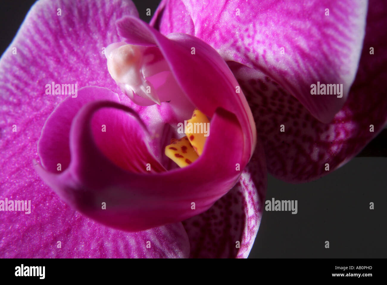 Purple Orchid Opening in rich full color Stock Photo - Alamy