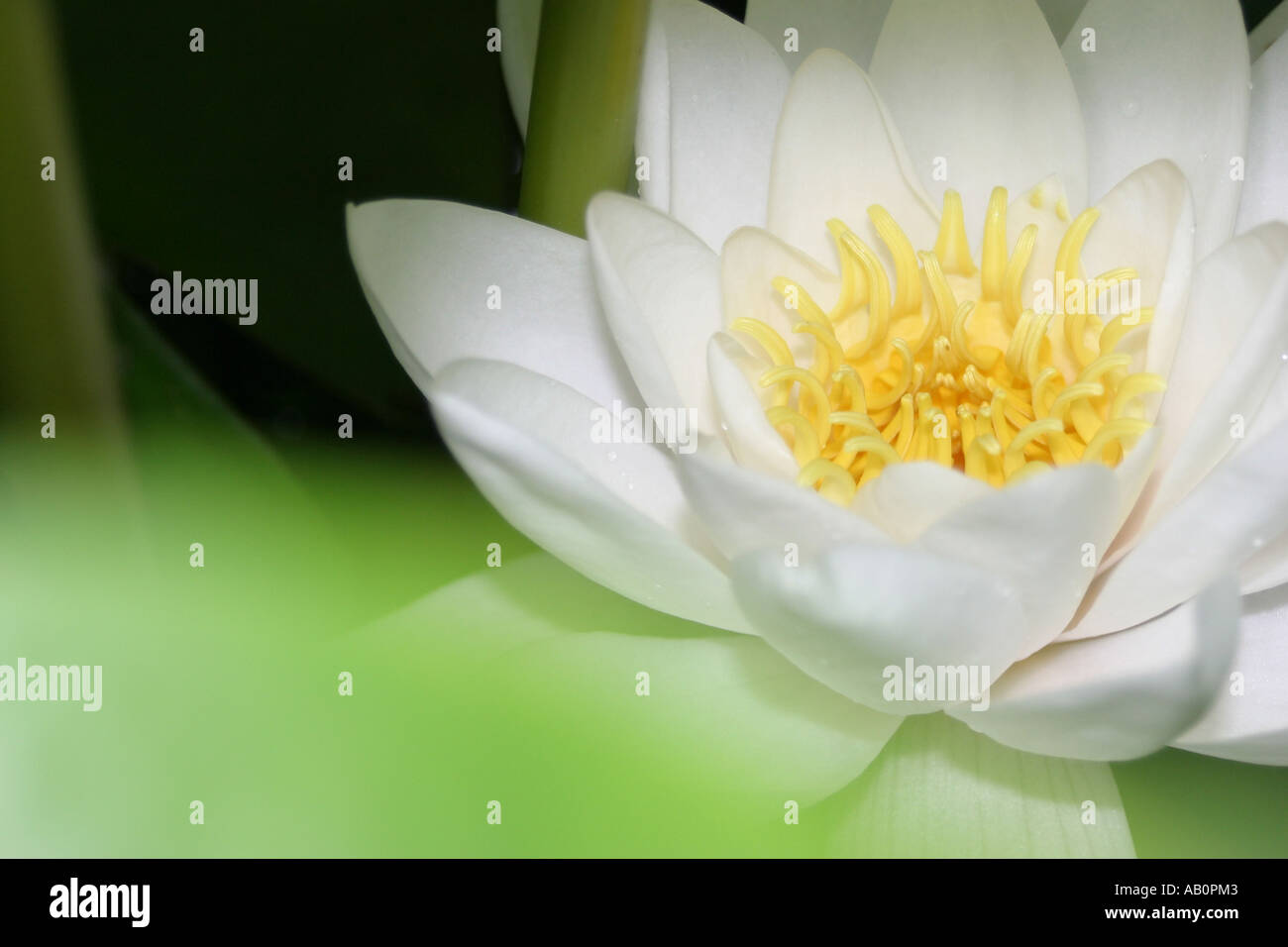 Lily in a garden pond Stock Photo - Alamy