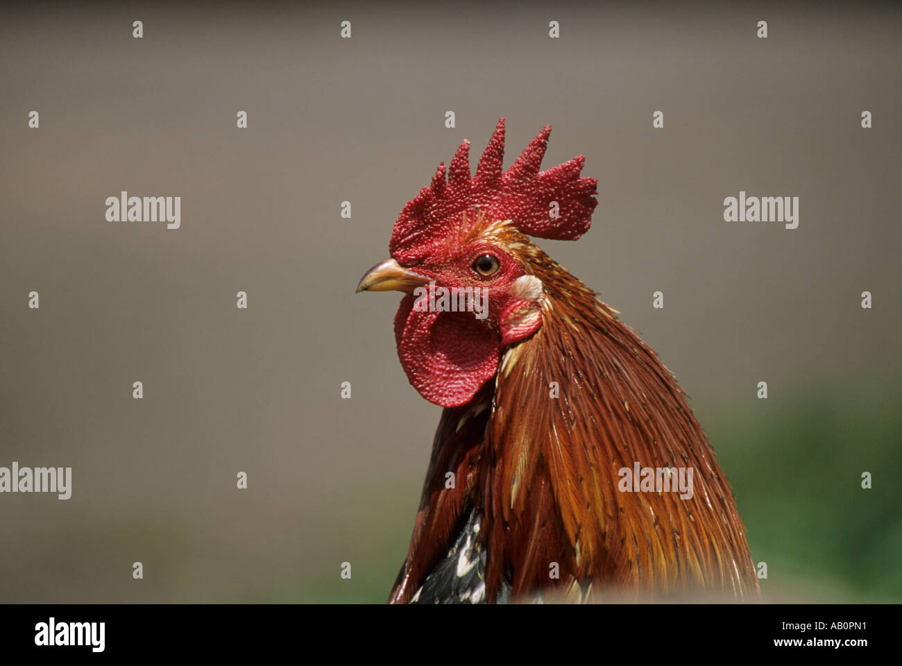 Jungle Fowl Feral Chicken Gallus gallus Introduced to Kaua i Island ...