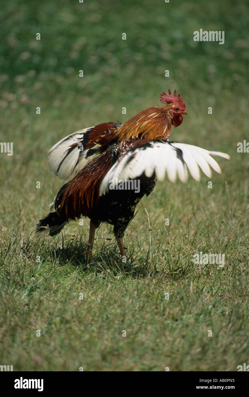 Jungle Fowl Feral Chicken crowing Gallus gallus Introduced to Kaua i ...