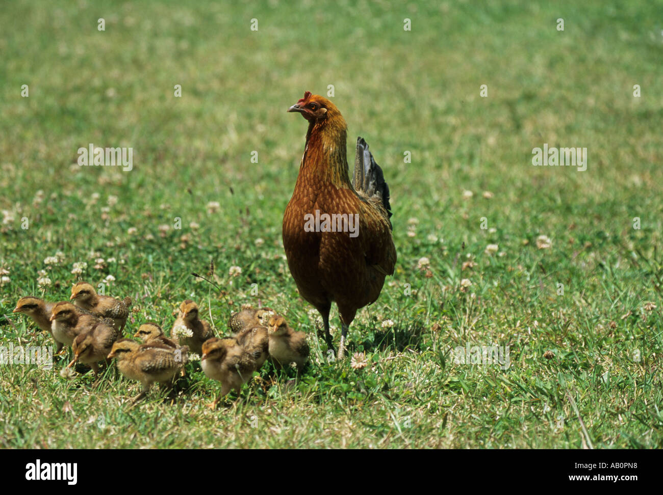 Jungle Fowl Feral Chicken hen with chicks Gallus gallus Introduced to ...