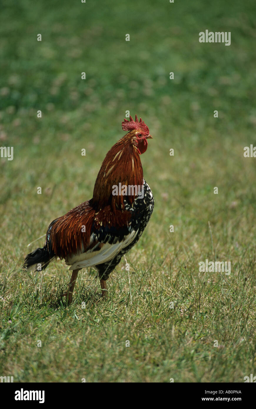 Jungle fowl hi-res stock photography and images - Alamy