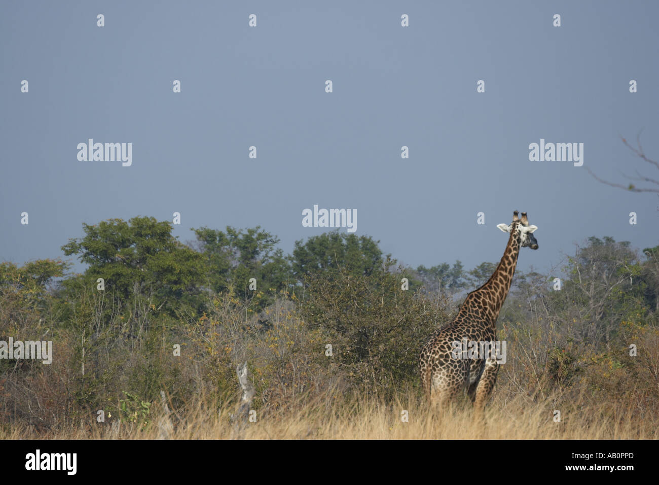 Zambia thornicroft's giraffe hi-res stock photography and images - Alamy