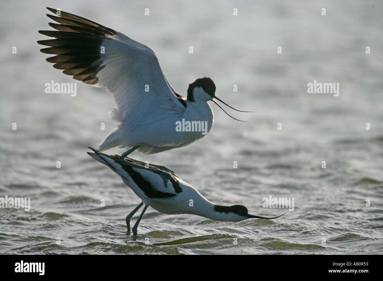 AVOCET Recurvirostra avosetta Stock Photo - Alamy