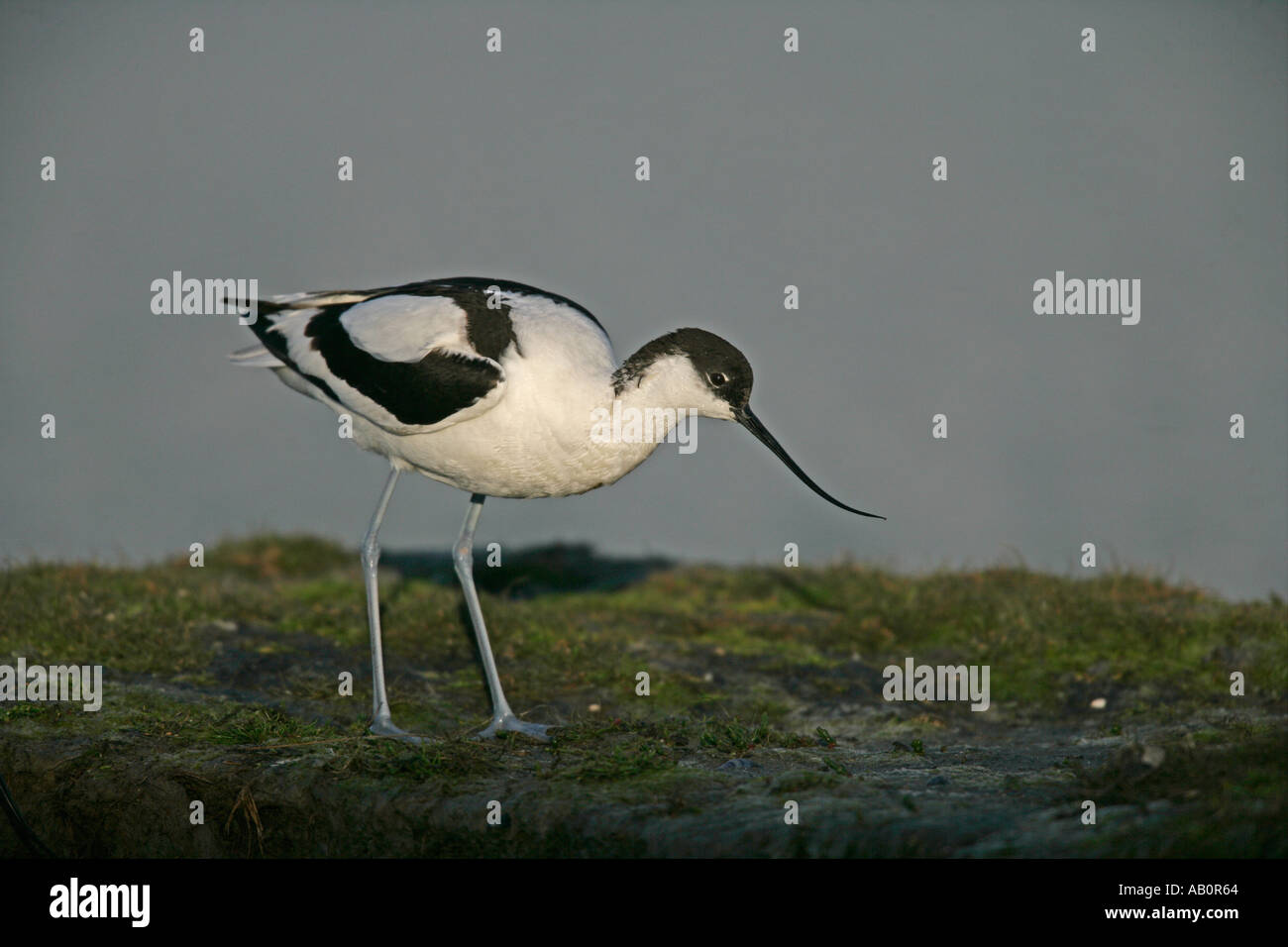 AVOCET Recurvirostra avosetta Stock Photo - Alamy