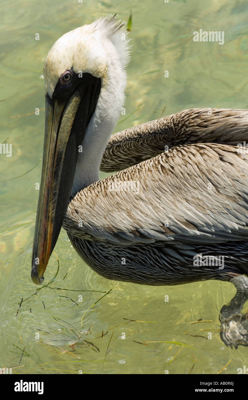 Bulky fish hi-res stock photography and images - Alamy