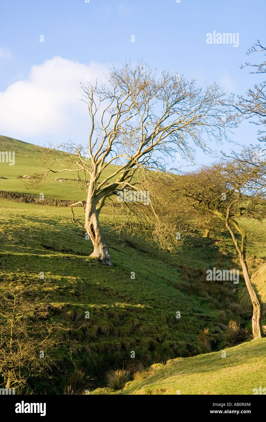 Windswept tree beside Oaken Clough Peak District Stock Photo - Alamy