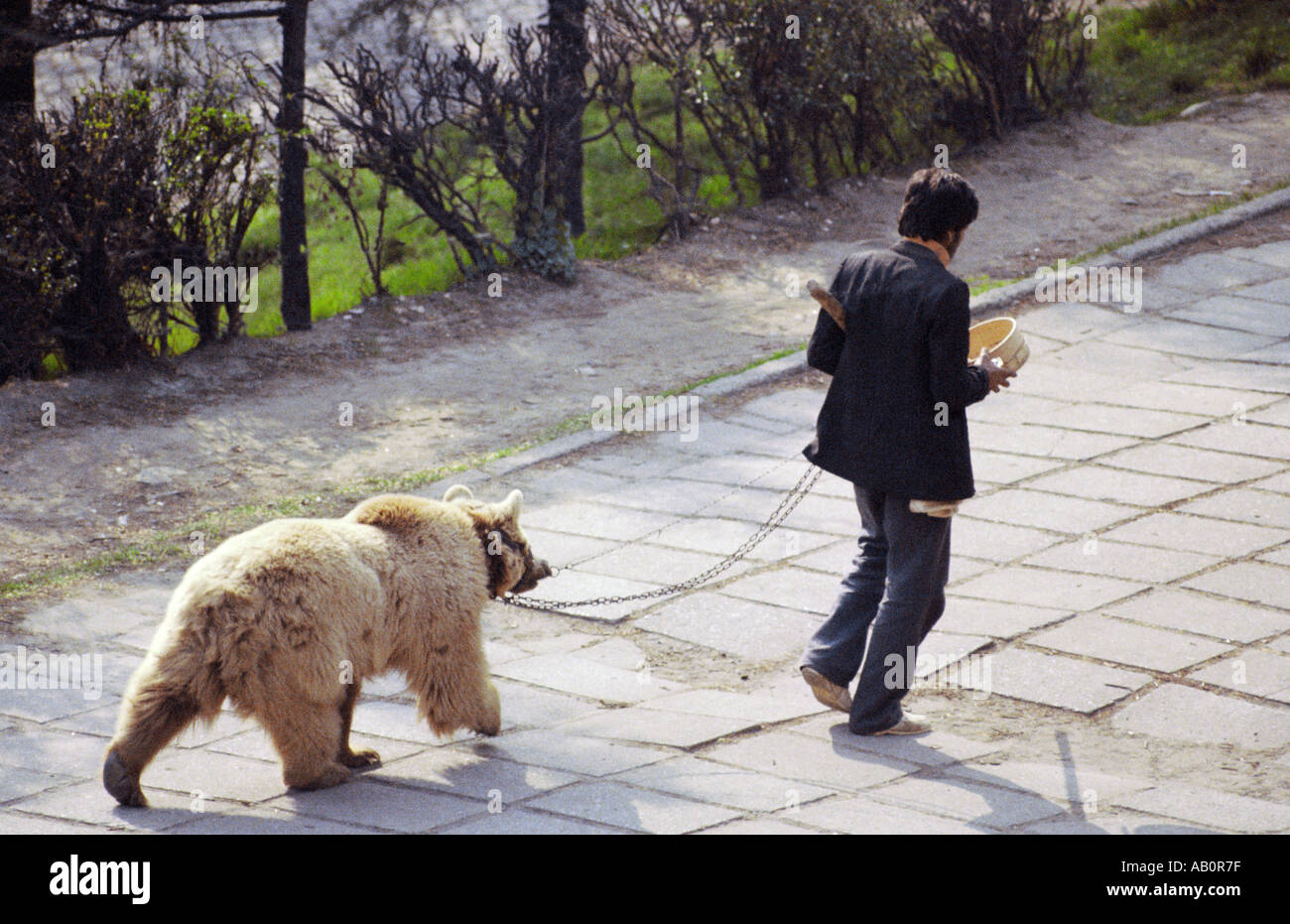 Performing bear being led through the streets of Istanbul Turkey Stock ...