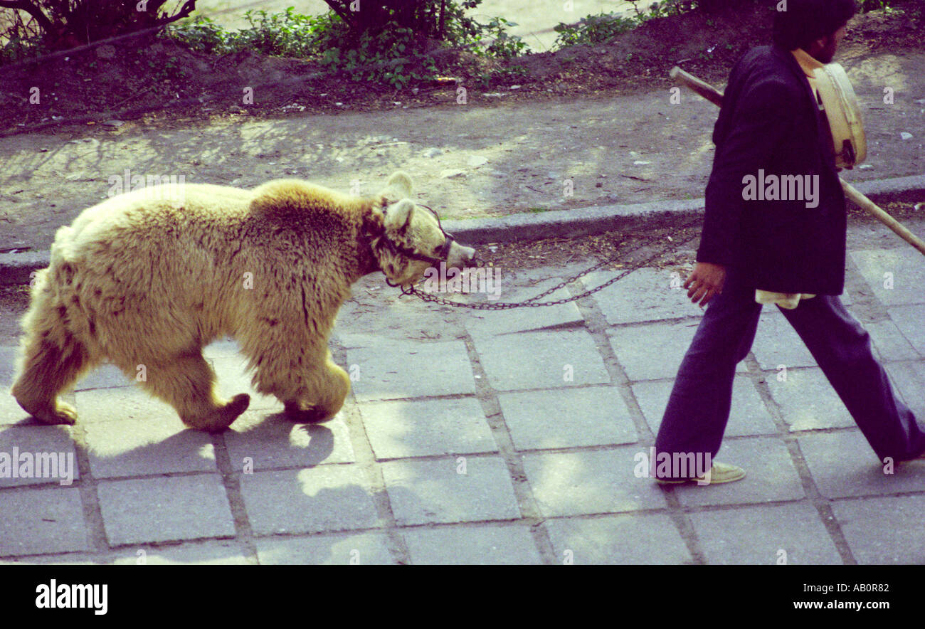 Bear with drum hi-res stock photography and images - Alamy