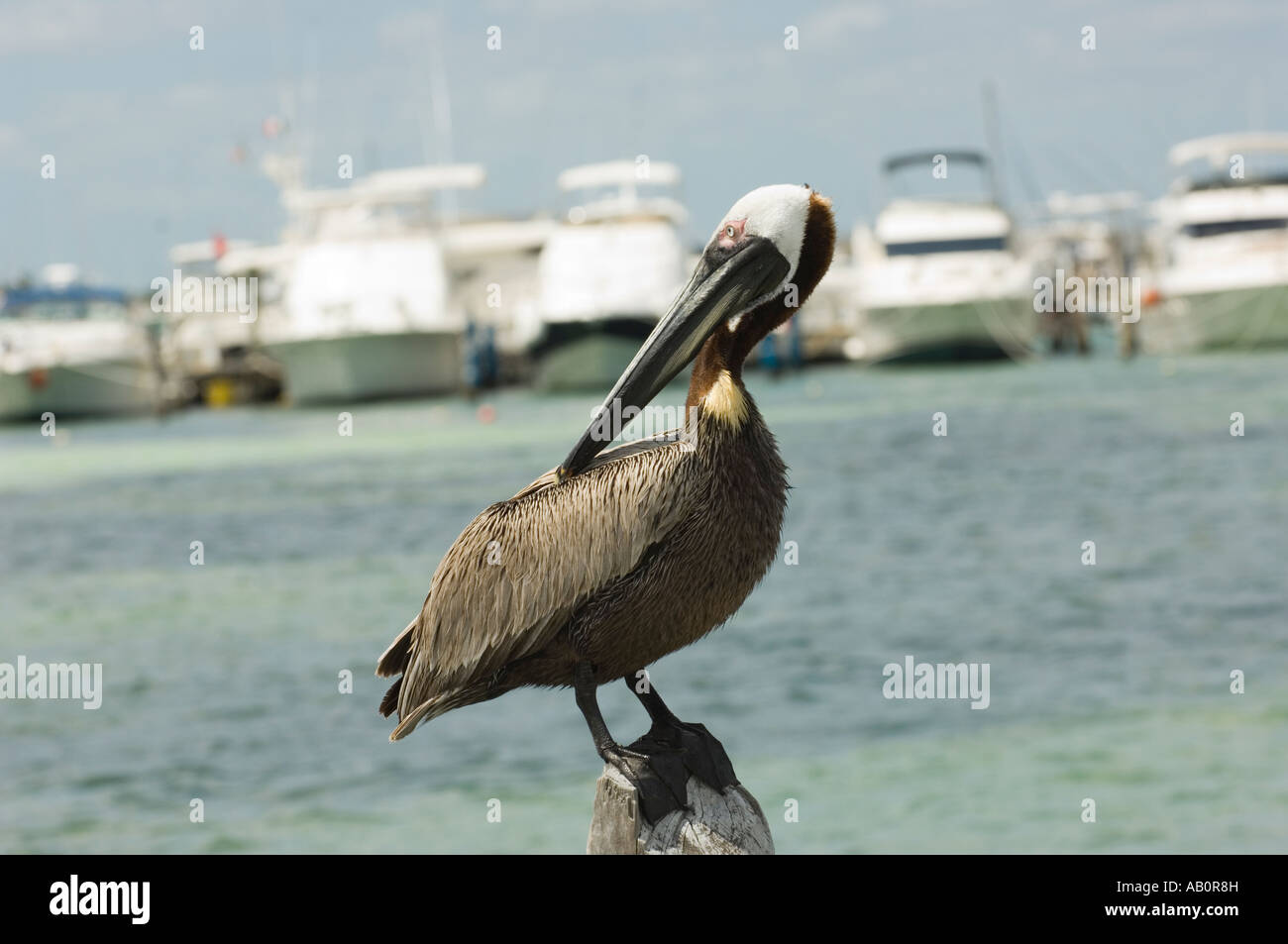 Bulky fish hi-res stock photography and images - Alamy