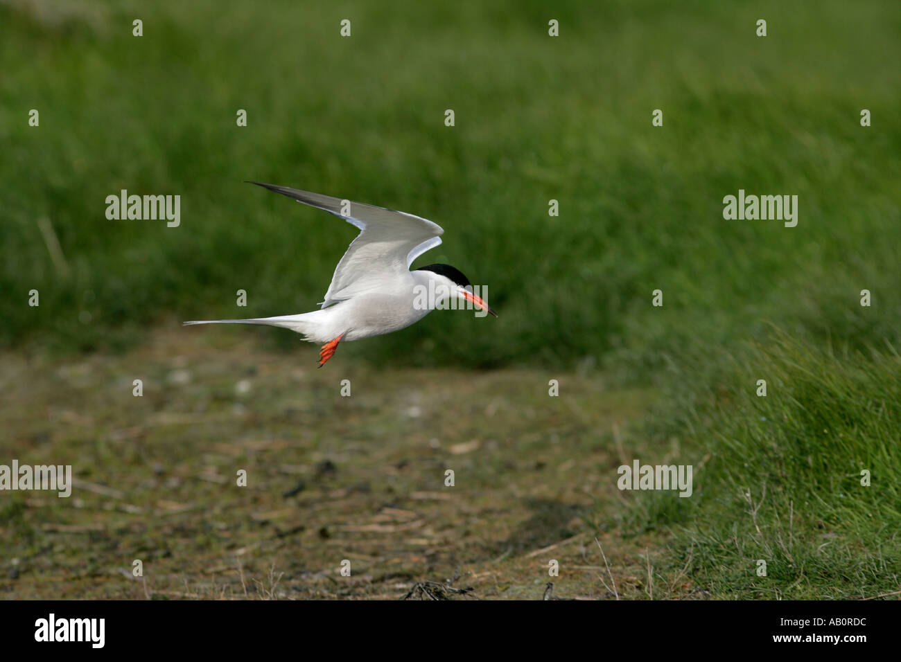 COMMON TERN Sterna hirundo Stock Photo - Alamy