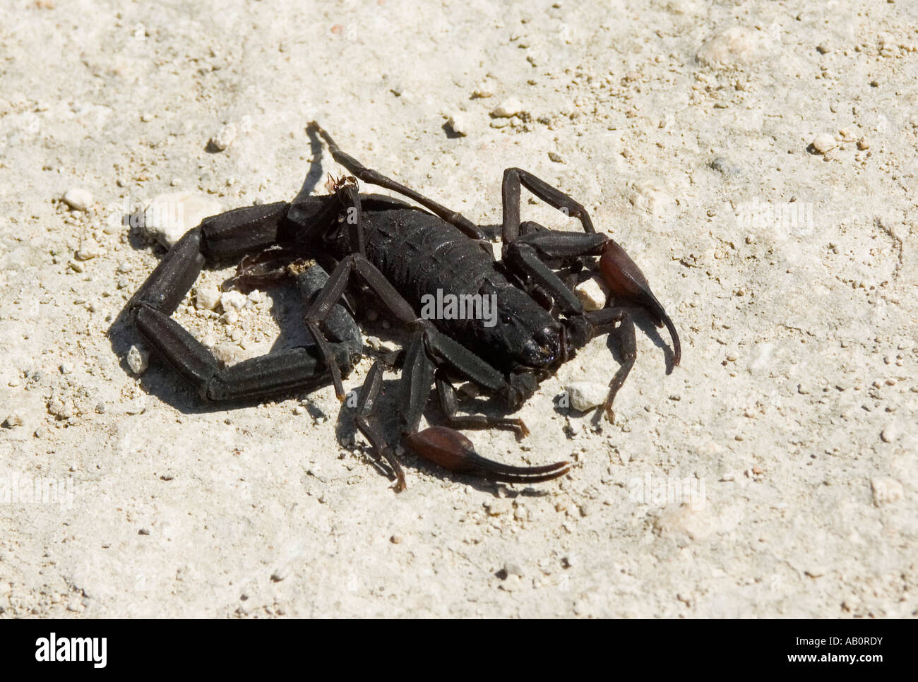 Mexico scorpion hi-res stock photography and images - Alamy