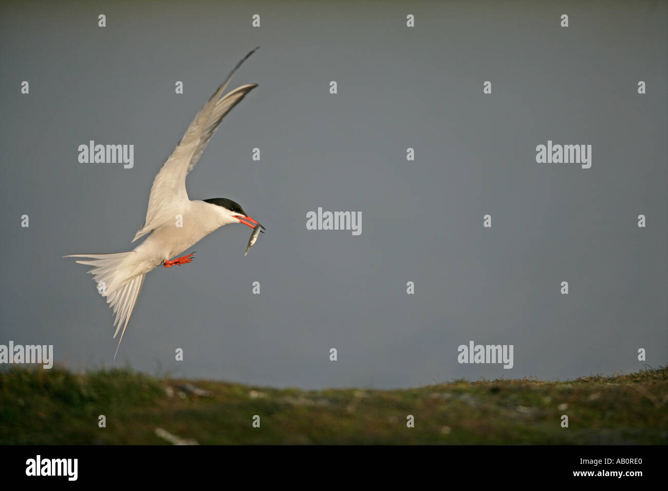COMMON TERN Sterna hirundo Stock Photo - Alamy