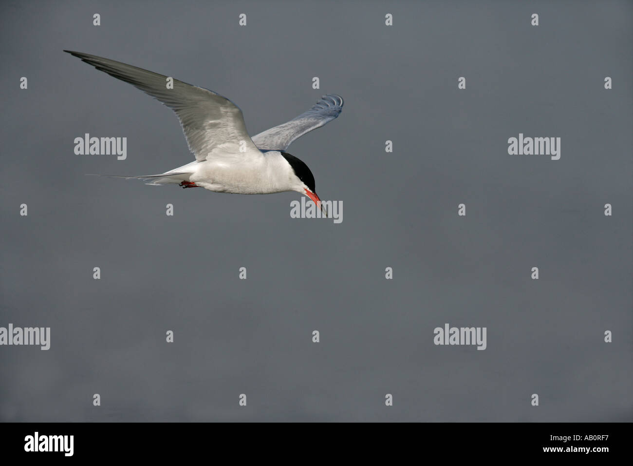 COMMON TERN Sterna hirundo Stock Photo - Alamy