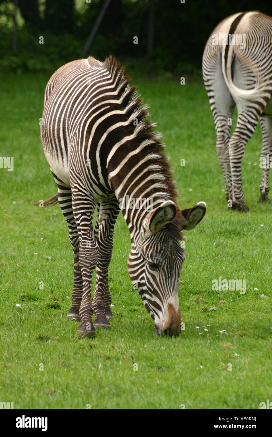 Zebra in a Zoo Stock Photo - Alamy