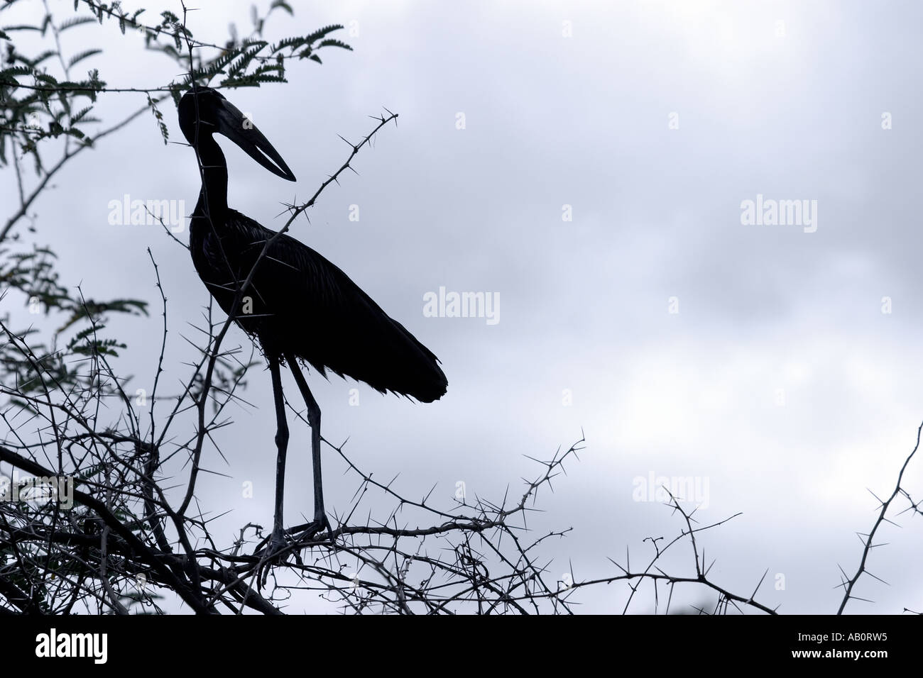 African Openbill (Anastomus lamelligerus) Malawi, Africa Stock Photo ...