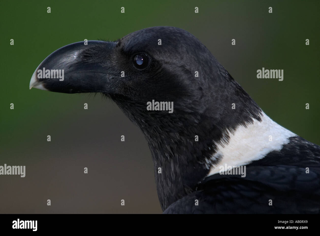 African white necked raven hi-res stock photography and images - Alamy