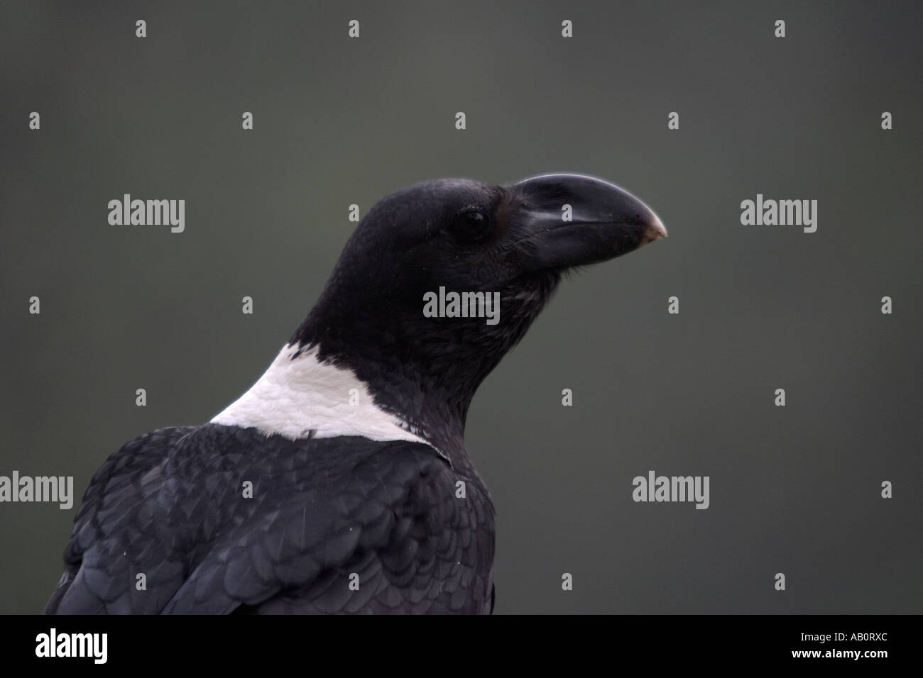 White-necked Raven (Corvus albicollis) Zomba Plateau, Malawi Stock ...