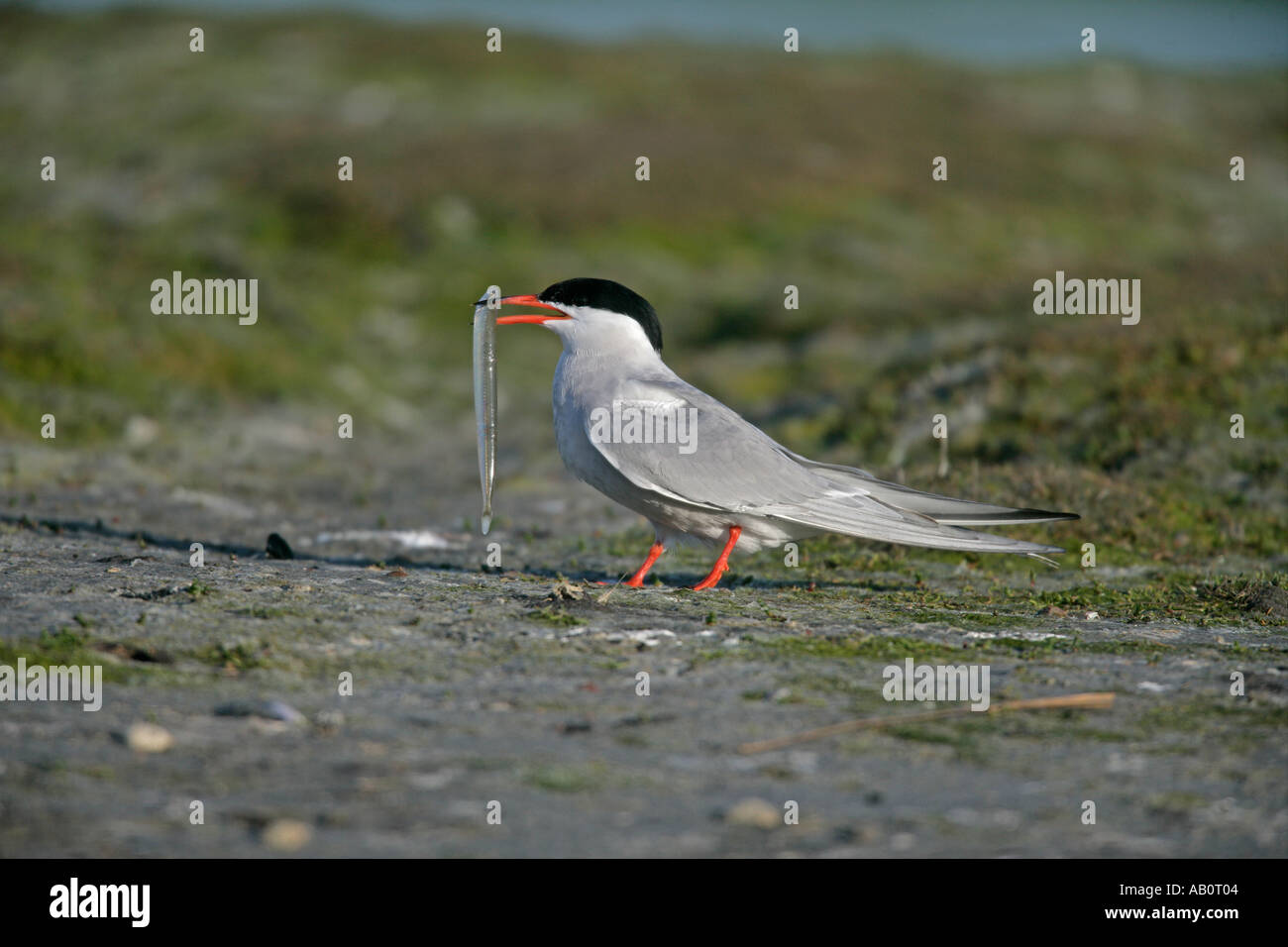 COMMON TERN Sterna hirundo Stock Photo - Alamy