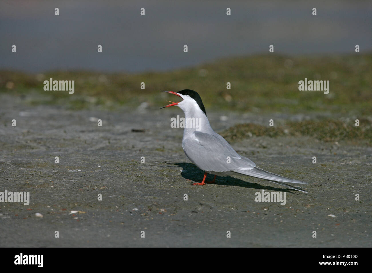COMMON TERN Sterna hirundo Stock Photo - Alamy