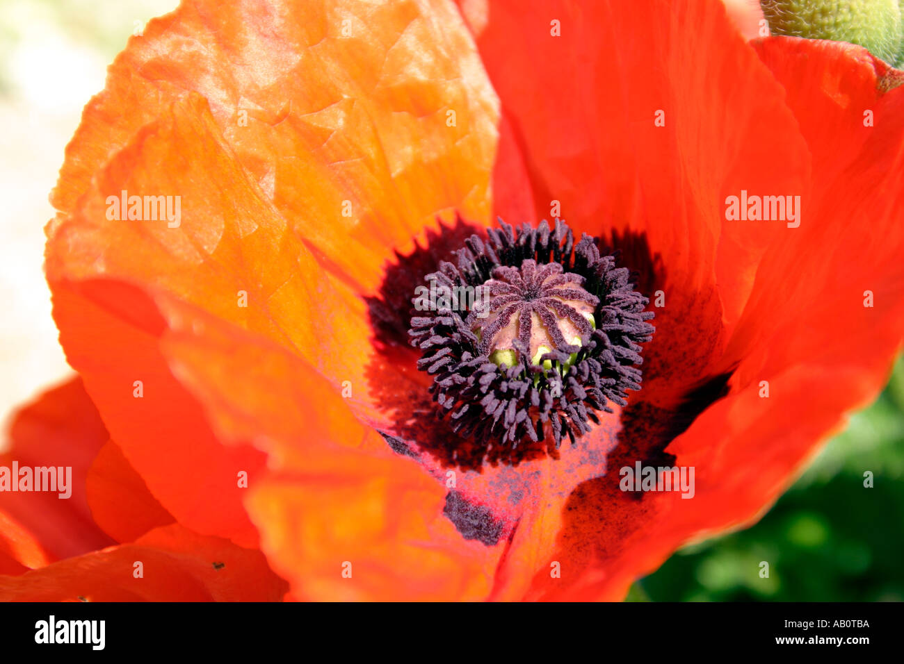 Poppy Wiltshire England 2005 Stock Photo - Alamy