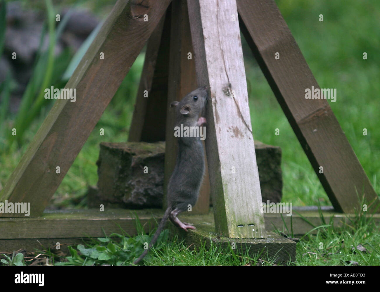 The common rat Rattus norvegicus Stock Photo - Alamy