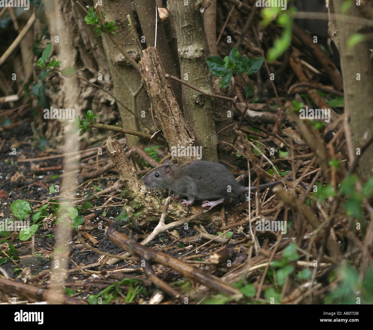 The common rat Rattus norvegicus Stock Photo - Alamy