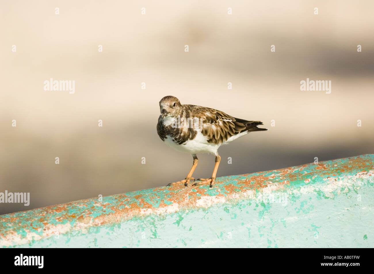 Sandpiper boat hi-res stock photography and images - Alamy
